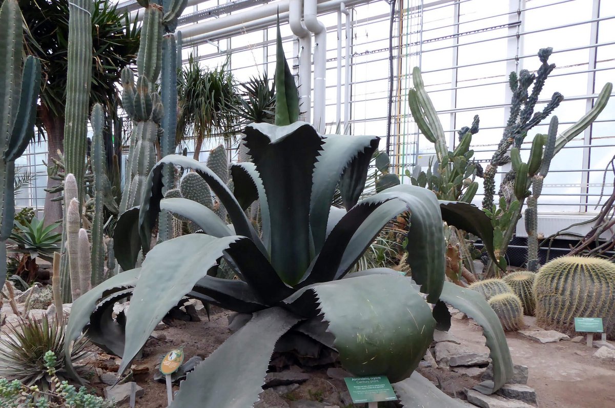 Century plant (Agave salmiana var. ferox) is in the Greenhouses in Aarhus