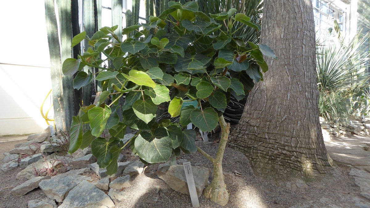 Rock fig (Ficus petiolaris) grows in the Greenhouses in Aarhus
