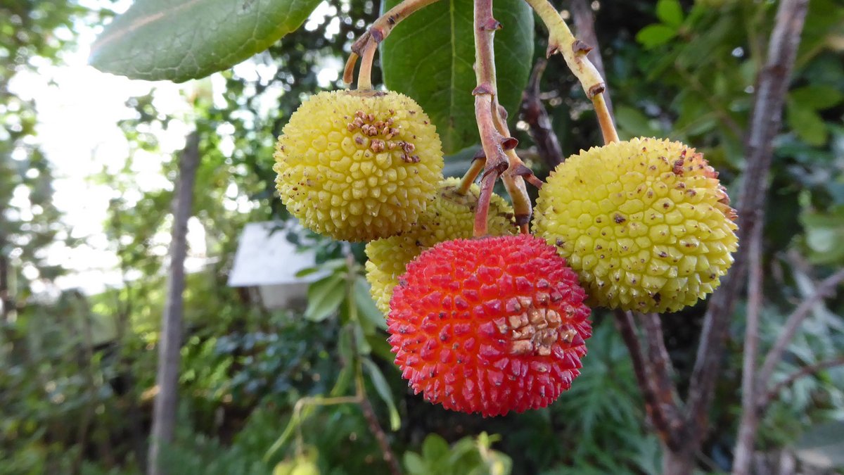Strawberry tree (Arbutus unedo) is growing in the Greenhouses in Aarhus